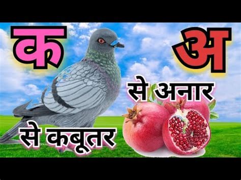 क स कबतर अ स अनर अ स अनर आ स आम क स कबतर ख स खरगश हनद
