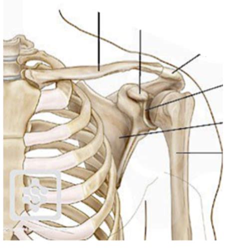 Shoulder Labeling 1 Diagram Quizlet