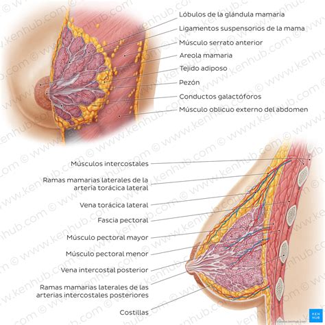 Aprender Sobre Nuestra Piel Mamas O Gl Ndulas Mamarias Estructura Y