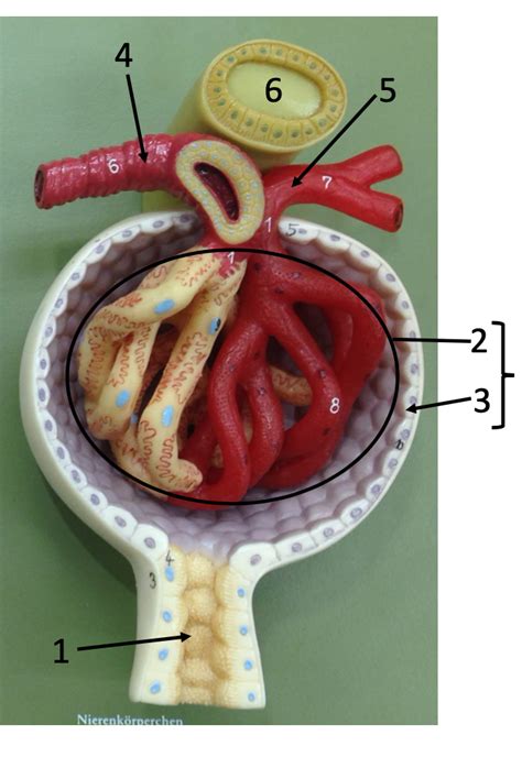 Renal Diagram Quizlet