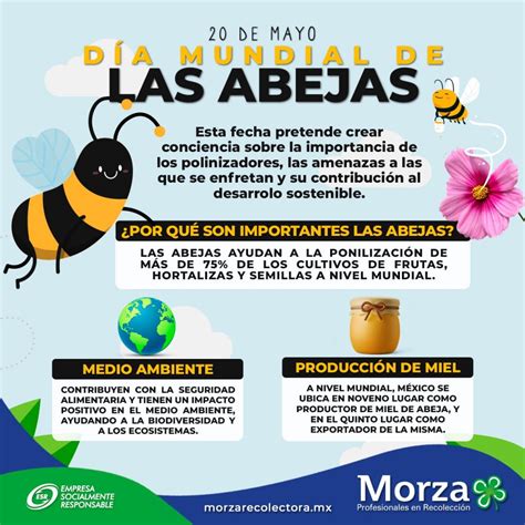 20 de Mayo Día Mundial de las Abejas Morza Recolectora