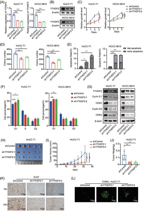 Knockdown Of YTHDF2 Significantly Inhibits ICC Cell Proliferation