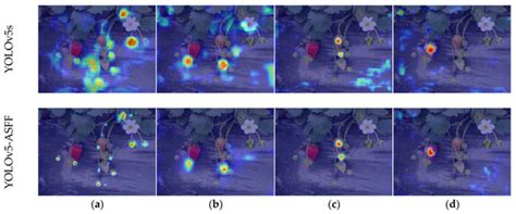 agronomy free full text yolov5 asff a multistage strawberry detection algorithm based on