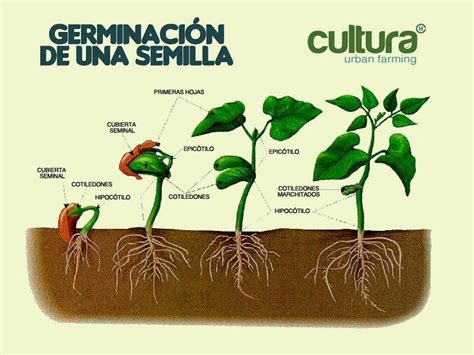 CIENCIAS NATURALES LA GERMINACION