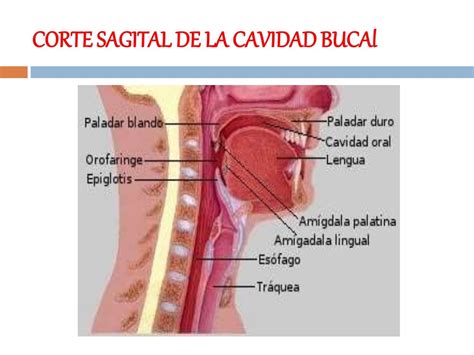 Cavidad Oral