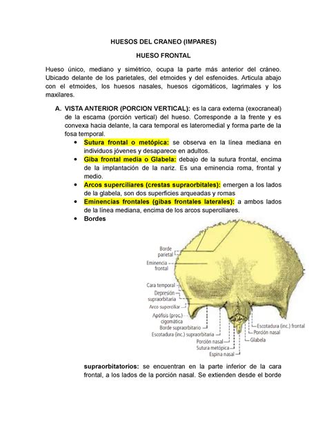 Huesos Del Craneo Res Men De Neuroanatom A Huesos Del Craneo