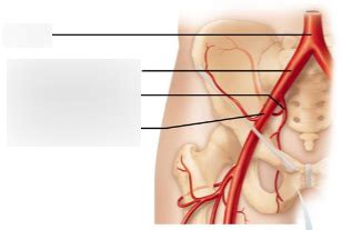 Arterial Supply To The Pelvis Diagram Quizlet