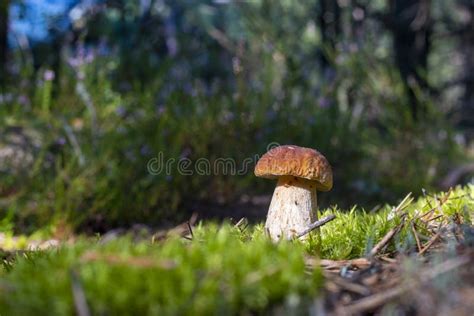 Brown Cap Porcini Mushroom Grow In Wood Stock Photo Image Of