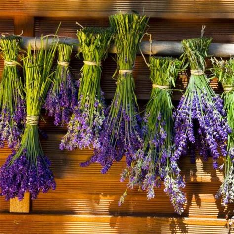 Guía completa para secar lavanda de manera fácil y efectiva en tu jardín