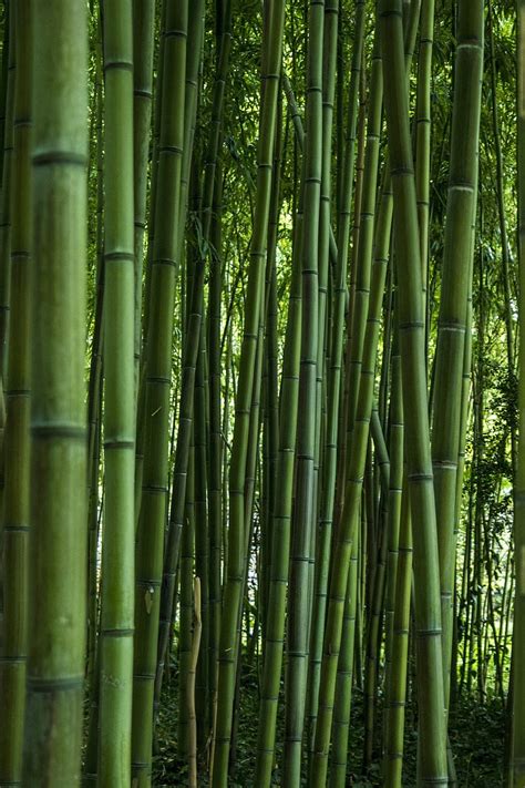 Green Forest Bamboo Trees HD Phone Wallpaper Pxfuel