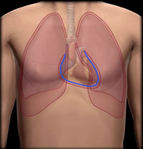 The Heart Bms Lab Flashcards Quizlet
