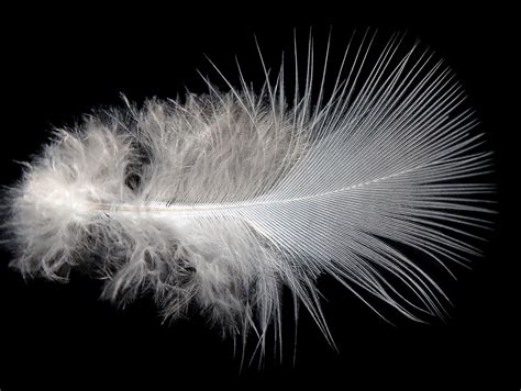 Feder Gefieder Vogel Kostenloses Foto Auf Pixabay