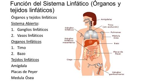 Esquema Del Sistema Inmunol Gico Fotos Gu A