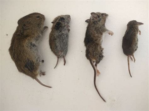 There Are Voles In Those Holes An Introduction Vole Management Project