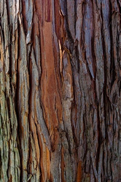La corteza de un árbol es muy oscura y tiene una fina capa de corteza