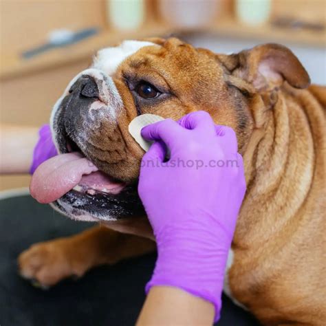 Puedo Usar Peróxido De Hidrógeno Para Limpiar Las Arrugas De Mi Bulldog