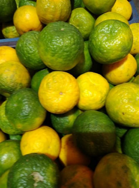 A Grade Maharashtra Fresh Orange Packaging Size Kg Packaging Type
