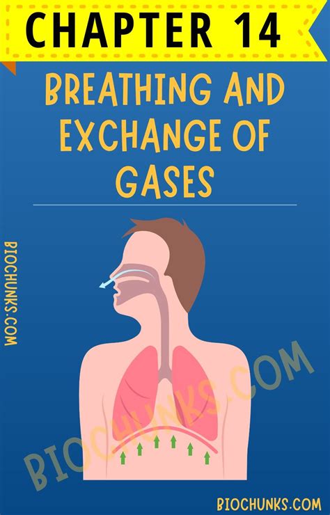 Breathing And Exchange Of Gases Biology Notes CBSE NCERT Biochunks