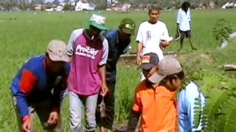 Ratusan Hektare Sawah Di Jember Diserang Hama Tikus Video Liputan6