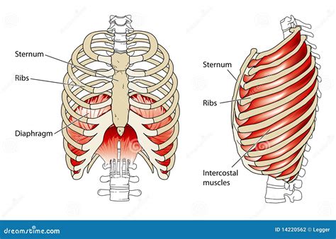 Ribs And Diaphragm Stock Vector Illustration Of Intercostal