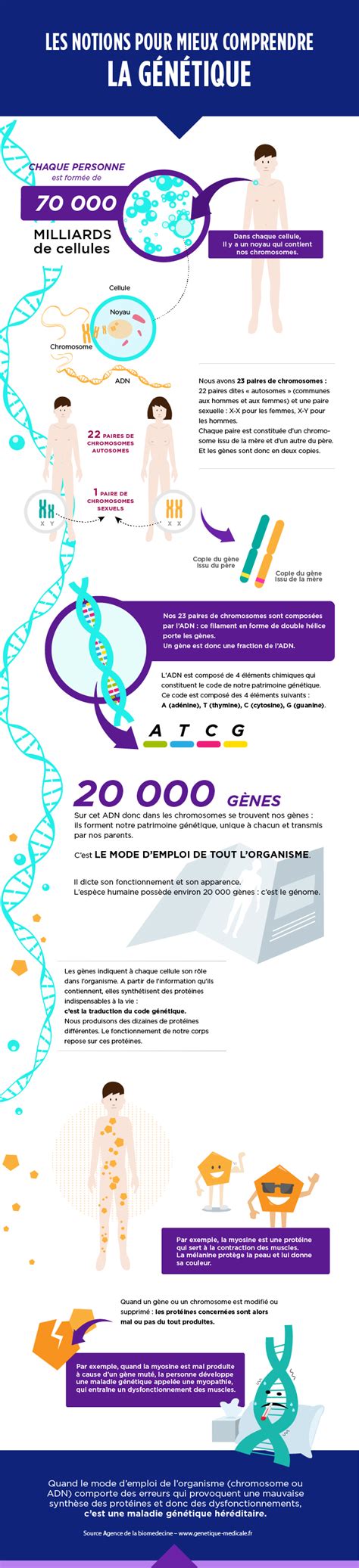 Chromosome ADN gène génome pour mieux comprendre la génétique
