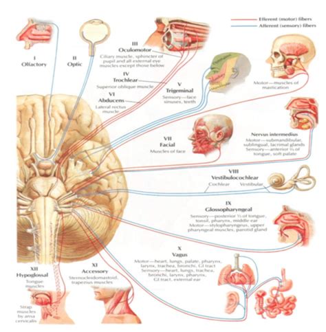 Neuro Exam Flashcards Quizlet