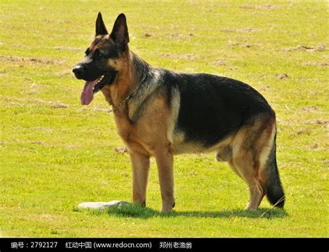 德国牧羊犬高清图片下载 红动中国