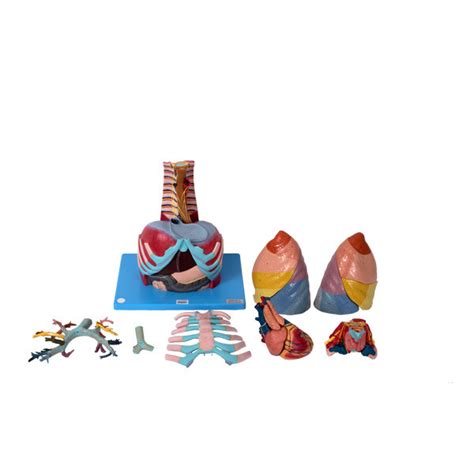 Thoracic Cavity Anatomy Model With Parts For Medical School Training