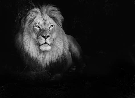 4k Dark Lion Wallpapers Wallpaper Cave