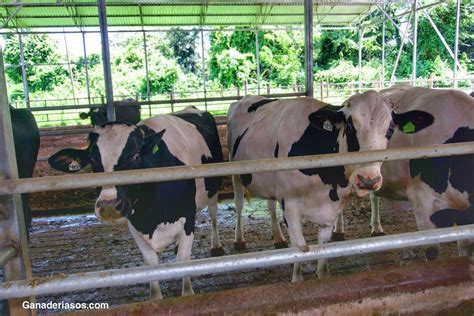¿quÉ Hay En Una Vaca Sana Ganaderia Sos Solución Integral Ganadera