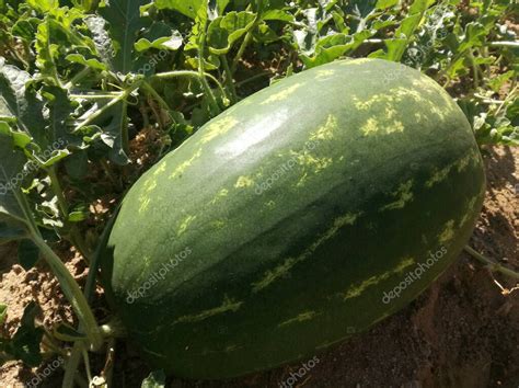La fruta madura en el campo Plantación de variedad de sandía a rayas