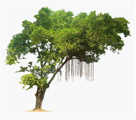 Png Banyan Tree Free Banyan Tree Png Transparent Png Kindpng