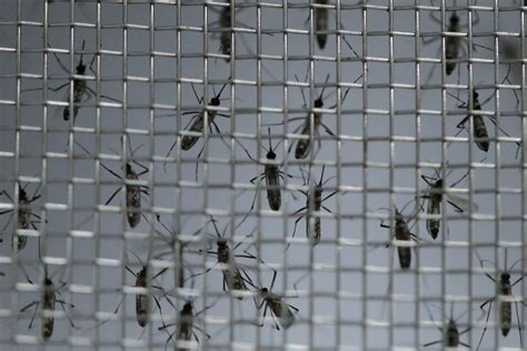 6 3 milhões de casos prováveis Brasil lidera ranking de dengue Band