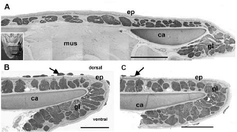 General View Of The Histology Of The Tongue In Transversal Cross