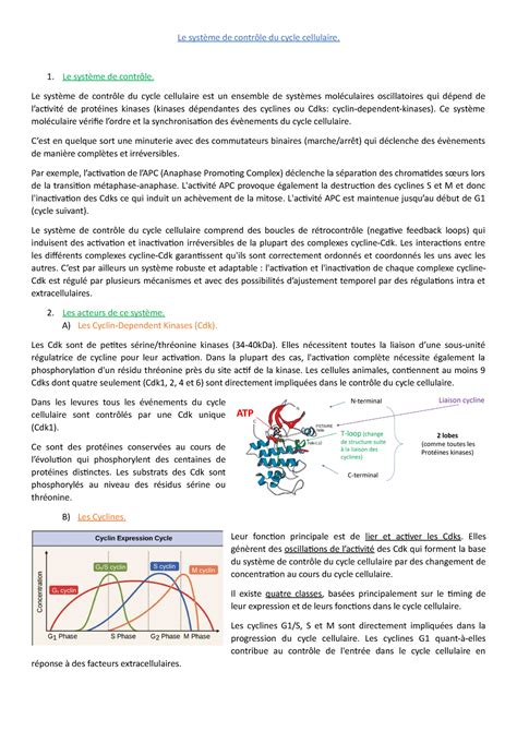 Le Syst Me De Contr Le Du Cycle Cellulaire Le Syst Me De Contr Le Le