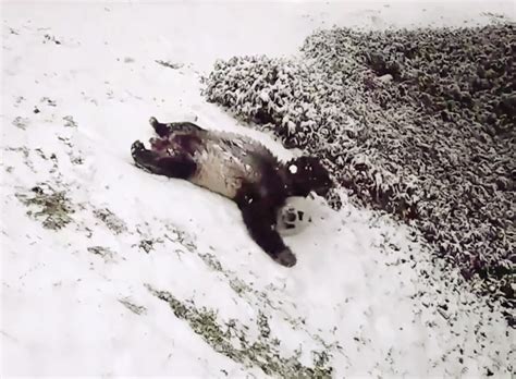 Baby Panda Playing In Snow