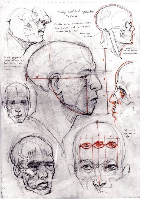 Head Drawing Anatomy Drawing Rjuuc Edu Np