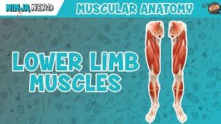 Muscles Of The Lower Limb Anatomy Model Doovi