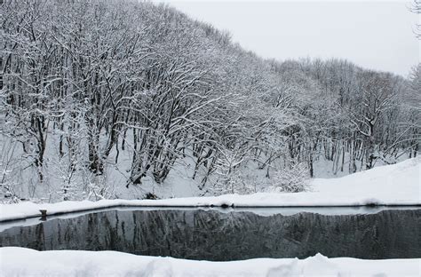 Banco de imagens árvore natureza floresta ramo neve geada gelo