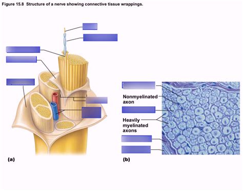PHYL141L Structure Of A Nerve Showing Connective Tissue Wrappings