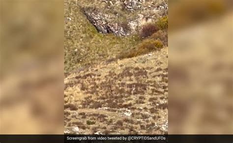 Watch Us Couple Spots Bizarre Creature Moving Through Woods Sparks