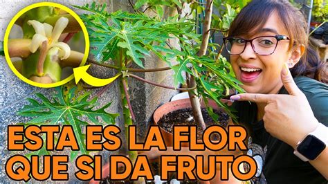 Papaya MACHO o HEMBRA Cómo Identificar si dará Fruto YouTube