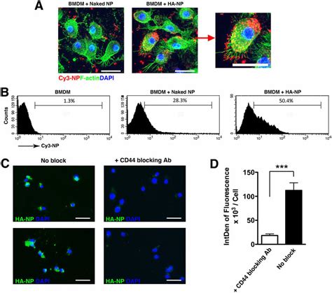 In Vitro Uptake Of Ha Coated P Rhh Sirna Np Cy Labeled Naked Or