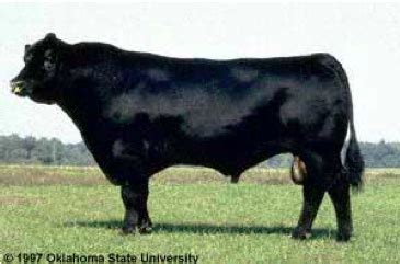 Beef Cattle Breeds Flashcards Quizlet