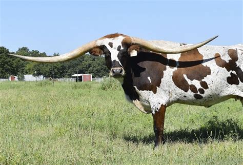 Conozca las razas bovinas con los cuernos más grandes del mundo