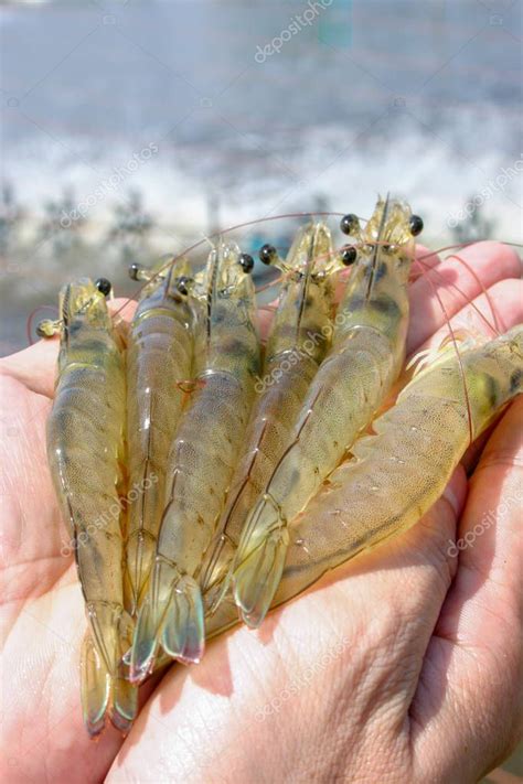 Camarones Blancos O Litopenaeus Vannamei A Mano A Primera Vista En La