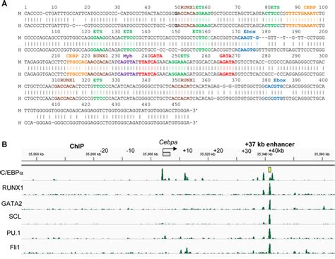 Predicted Cis Elements Within The Kb Cebpa Enhancer And Binding Of