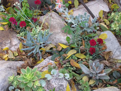 30 Rock Gardens With Succulents DECOOMO