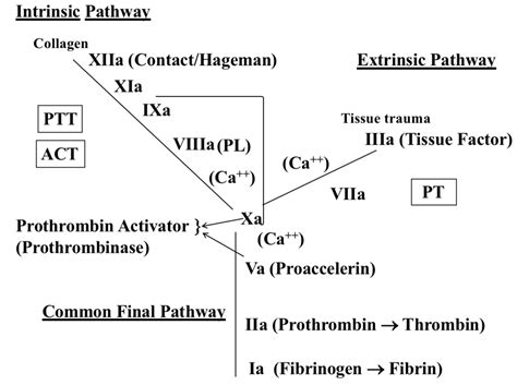 Hemostasis Blood Component Therapy Gollaher Summer