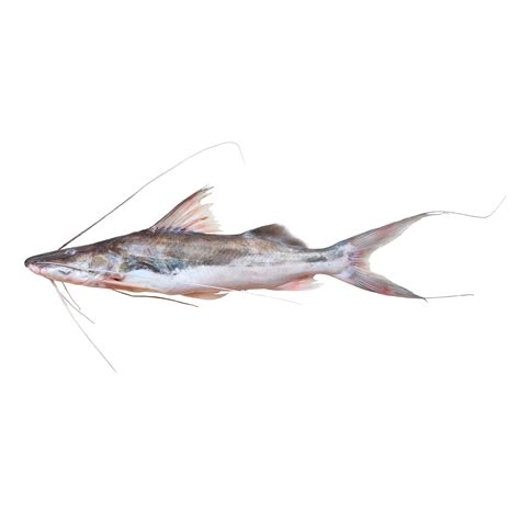 Piramutaba Guia De Peixes Comercializados Em Monte Alegre